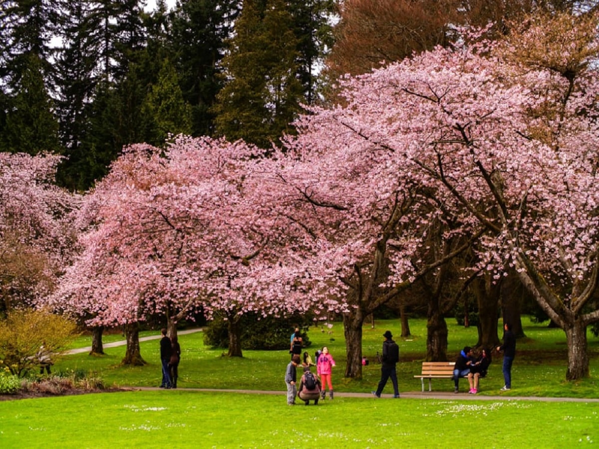 جشن ملی ساکورا | جشنواره شکوفه های گیلاس ونکوور